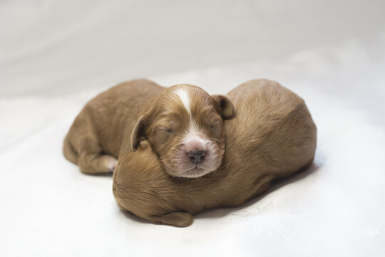 How Many Hours A Day Do Cockapoos Sleep