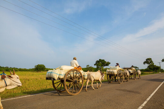 "Ox Cart" Images – Browse 354 Stock Photos, Vectors, and Video | Adobe ...
