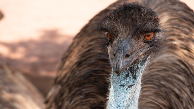 「Endemico」の画像 - 243 件の Stock 写真、ベクターおよびビデオ | Adobe Stock
