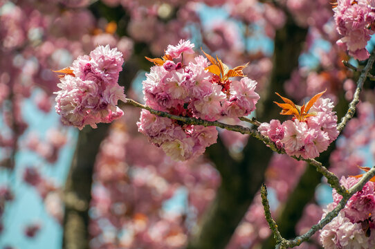 "Japanische Kirsche" - Images et vidéos libres de droits | Adobe Stock