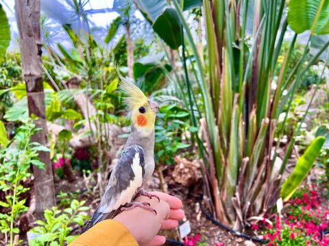 Calopsite Images – Browse 28 Stock Photos, Vectors, and Video | Adobe Stock