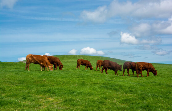 Mucche bilder – Bläddra bland 4,348 stockfoton, vektorer och videor ...