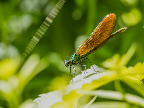 Calopterygidae Bilder – Durchsuchen 2,973 Archivfotos, Vektorgrafiken ...