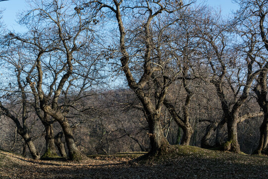 Castagni Images – Browse 1,738 Stock Photos, Vectors, and Video | Adobe ...