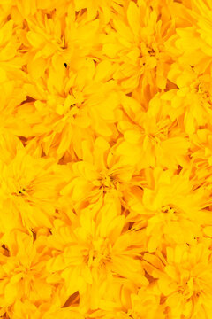Bright Flower Tumblr Backgrounds