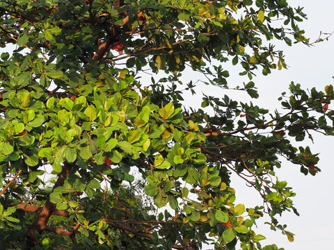 Country-Almond Images – Browse 1,465 Stock Photos, Vectors, and Video ...