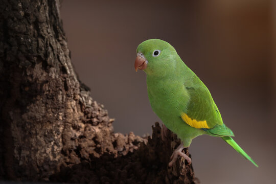 Lorito Images – Browse 71 Stock Photos, Vectors, and Video | Adobe Stock