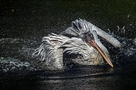 Natatorial Bilder – Durchsuchen 1,614 Archivfotos, Vektorgrafiken und ...