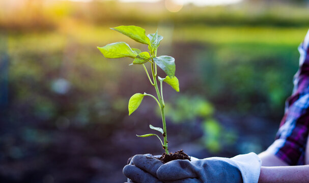 "Bio Bilder – Durchsuchen 1,760,666 Archivfotos, Vektorgrafiken und ...