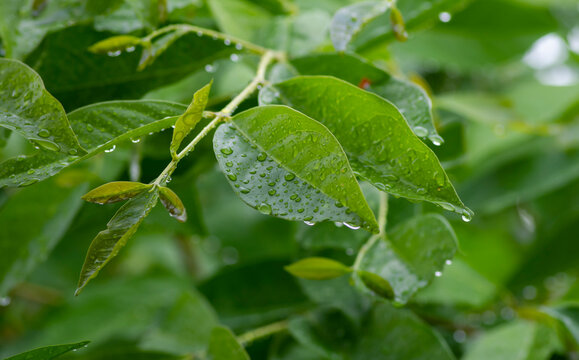 รูปภาพTejpat – เลือกดูภาพถ่ายสต็อก เวกเตอร์ และวิดีโอ260 | Adobe Stock