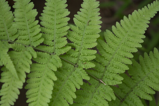 Filicales Images – Parcourir 1,727 le catalogue de photos, vecteurs et ...