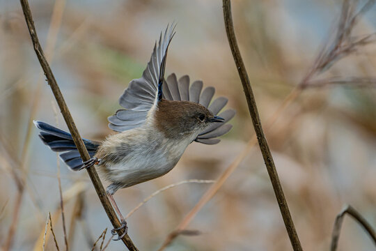 Wren In Flight