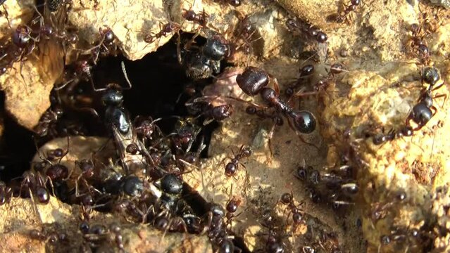 "Queen Ant" Images – Browse 982 Stock Photos, Vectors, and Video | Adobe Stock