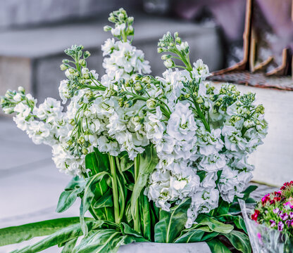 「Gilly-Flower」の画像 - 132 件の Stock 写真、ベクターおよびビデオ | Adobe Stock