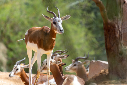 รูปภาพAddra – เลือกดูภาพถ่ายสต็อก เวกเตอร์ และวิดีโอ493 | Adobe Stock