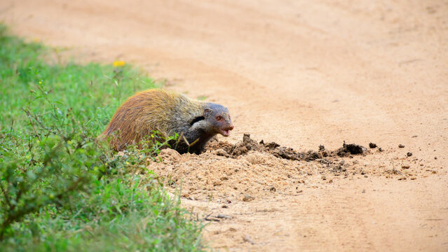 รูปภาพCoprophage – เลือกดูภาพถ่ายสต็อก เวกเตอร์ และวิดีโอ236 | Adobe Stock