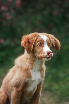 「Toller」の画像 - 25,431 件の Stock 写真、ベクターおよびビデオ | Adobe Stock