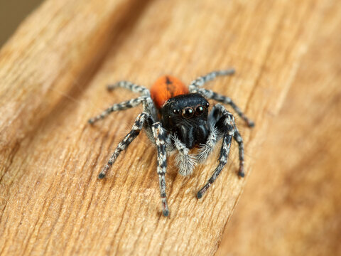 Chrysops 이미지 – 찾아보기 1,830 스톡 사진, 벡터 및 비디오 | Adobe Stock