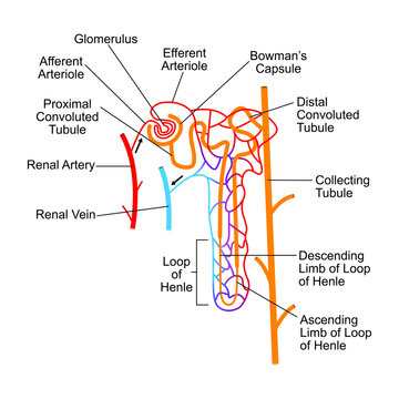 Loop Of Henle Diagram
