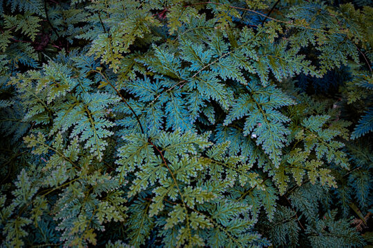 รูปภาพInnisfail – เลือกดูภาพถ่ายสต็อก เวกเตอร์ และวิดีโอ200 | Adobe Stock