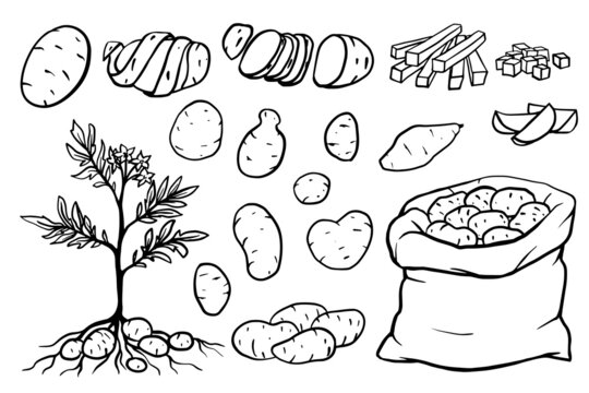 Potato Line Drawing