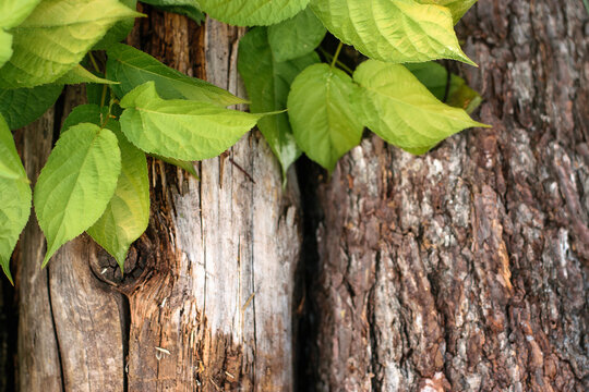 Entwined Images – Browse 12,842 Stock Photos, Vectors, and Video ...