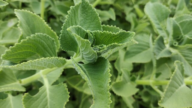 Oomam bilder – Bläddra bland 22 stockfoton, vektorer och videor | Adobe ...