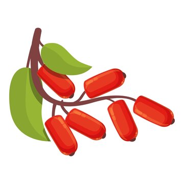 Berberine Bilder – Durchsuchen 269 Archivfotos, Vektorgrafiken und ...
