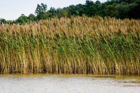 Rushes And Reeds