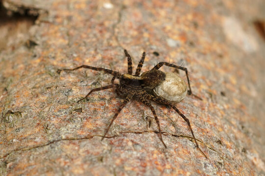 รูปภาพArachnidae – เลือกดูภาพถ่ายสต็อก เวกเตอร์ และวิดีโอ171,729 ...