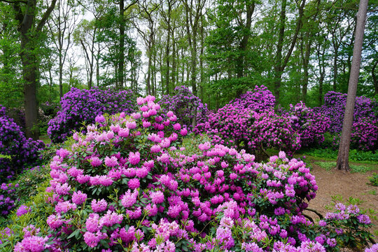 Buesche Bilder – Durchsuchen 12,210 Archivfotos, Vektorgrafiken und ...