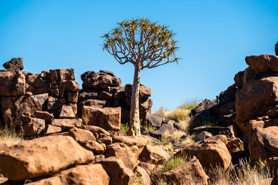 Kokerboom Images – Browse 4,211 Stock Photos, Vectors, and Video ...