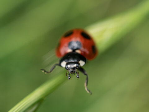 รูปภาพGaebul – เลือกดูภาพถ่ายสต็อก เวกเตอร์ และวิดีโอ748 | Adobe Stock