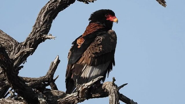 "Bateleur Eagle" Images – Browse 2,730 Stock Photos, Vectors, and Video ...