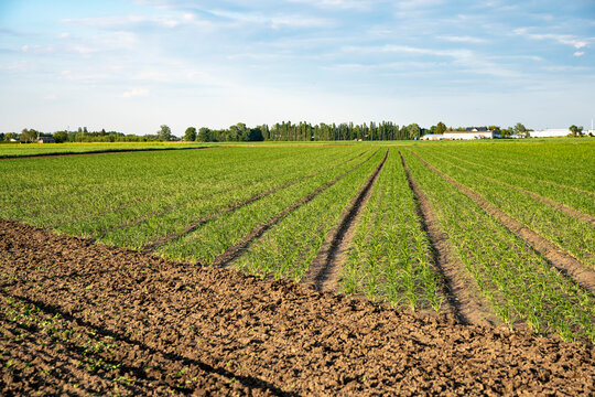 Wegetacja Bilder – Durchsuchen 282 Archivfotos, Vektorgrafiken und ...