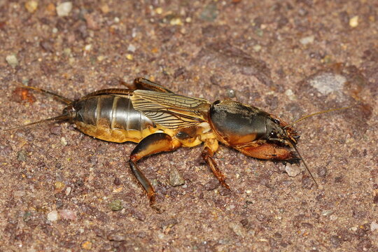 Mole Cricket Insect