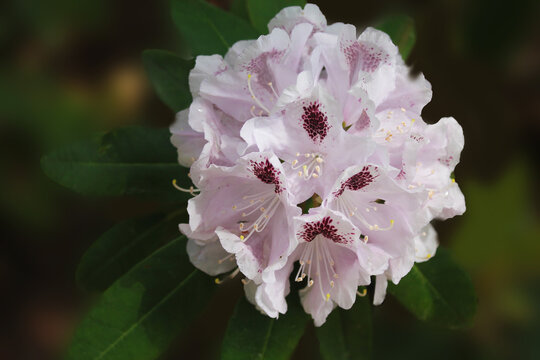 รูปภาพRhodendron – เลือกดูภาพถ่ายสต็อก เวกเตอร์ และวิดีโอ215 | Adobe Stock