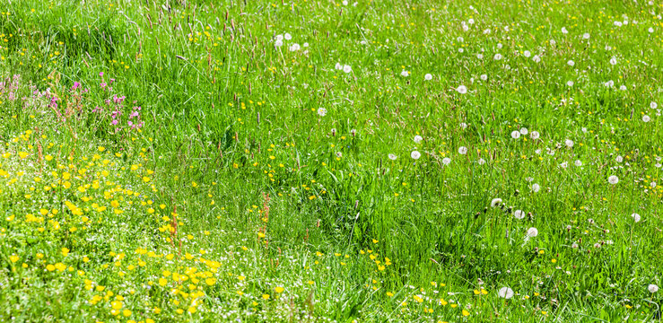 「Futtergras」の画像 - 80 件の Stock 写真、ベクターおよびビデオ | Adobe Stock