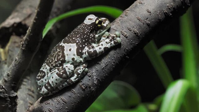 "Amazon Milk Frog" Images – Browse 1,322 Stock Photos, Vectors, and ...