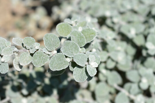 Imagens de Imphepho – Explore Fotografias do Stock, Vetores e Vídeos de ...