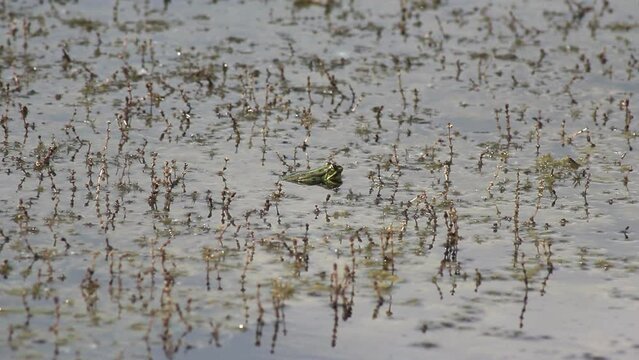 Hoptoad Bilder – Durchsuchen 591 Archivfotos, Vektorgrafiken und Videos ...