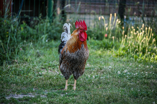 รูปภาพ"Animaux De La Ferme" – เลือกดูภาพถ่ายสต็อก เวกเตอร์ และวิดีโอ560 ...
