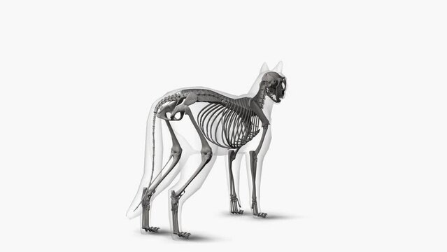 Cat Anatomy Images – Browse 17,730 Stock Photos, Vectors, and Video ...