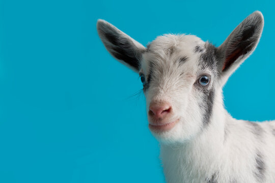 Nigerian Dwarf Goats Blue Eyes