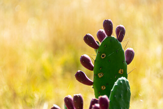 Captus Bilder – Durchsuchen 573 Archivfotos, Vektorgrafiken und Videos ...