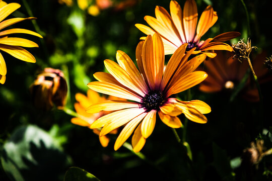 Arancione 이미지 – 찾아보기 25,553 스톡 사진, 벡터 및 비디오 | Adobe Stock