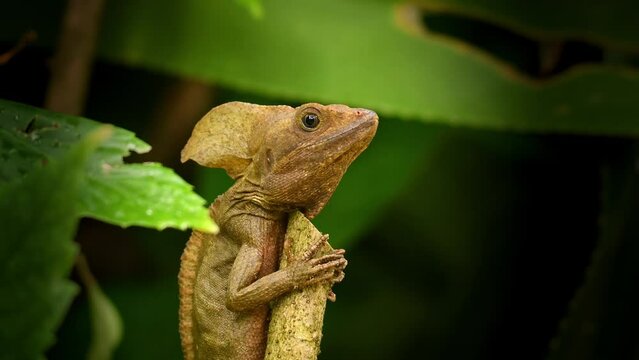 Basilisk Images – Browse 10,424 Stock Photos, Vectors, and Video ...