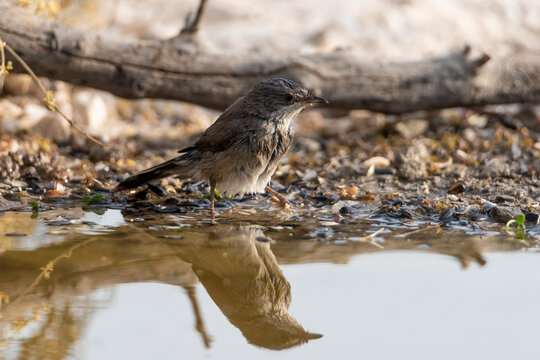 รูปภาพCurruca – เลือกดูภาพถ่ายสต็อก เวกเตอร์ และวิดีโอ1,258 | Adobe Stock