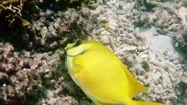 Corallinus Images – Browse 241 Stock Photos, Vectors, and Video | Adobe ...