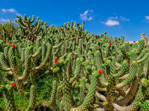 Captus 이미지 – 찾아보기 573 스톡 사진, 벡터 및 비디오 | Adobe Stock